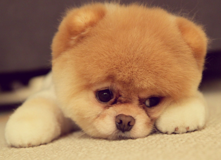 ¿Qué es Baby Doge Coin (BabyDoge)? La nueva mascota de Elon Musk